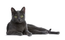 10 Blue Cat Breeds: An Overview (With Info & Pictures) - Catster