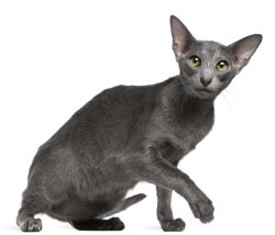 10 Blue Cat Breeds: An Overview (With Info & Pictures) - Catster