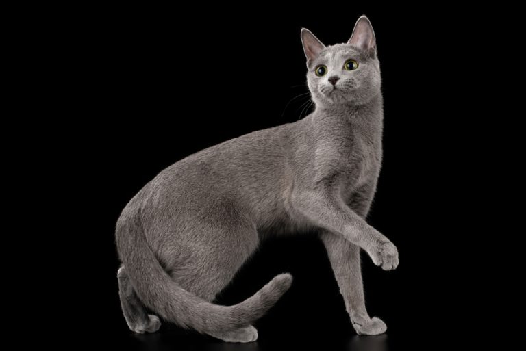 10 Blue Cat Breeds: An Overview (With Vet-Verified Info & Pictures ...