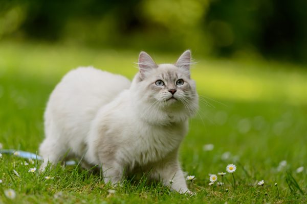 8 Siberian Cat Colors & Patterns (With Pictures) - Catster