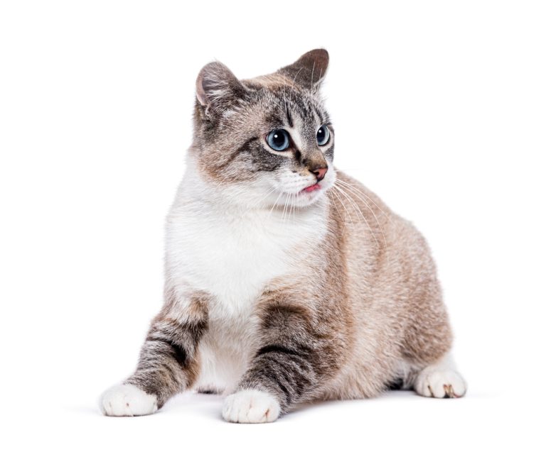 Ojos Azules Cat Breed: Info, Pictures, Temperament & More - Catster