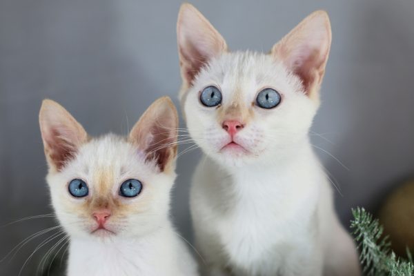 Lilac Point Siamese Cat Breed: Info, Pictures, Temperament & Traits ...