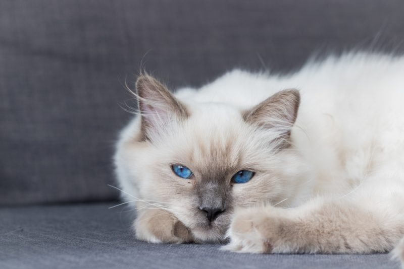 Blue Point Ragdoll Cat Breed Info: Pictures, Temperament & Traits - Catster