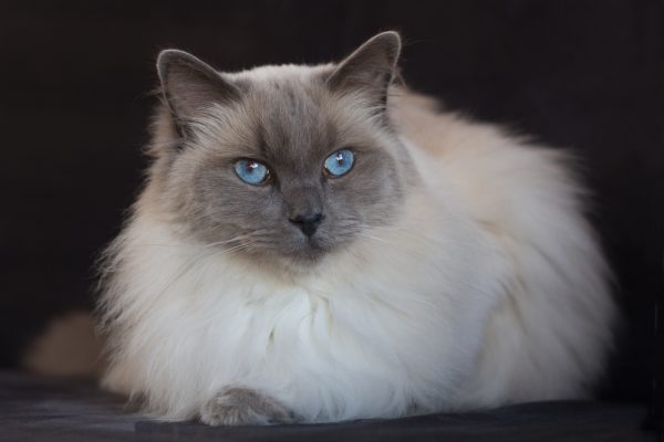 24 Types of Ragdoll Cat Colors & Patterns (With Pictures) - Catster