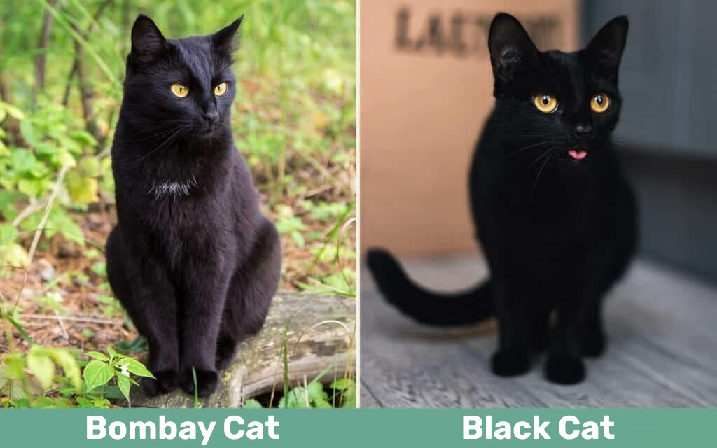 Bombay Cat vs Black Cat: The Differences (With Pictures) - Catster