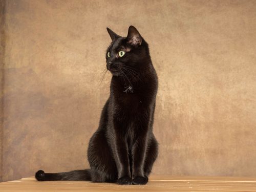Bombay Cat Breed: Info, Pictures, Temperament & Traits - Catster