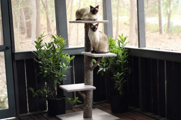 19 Free DIY Cat Tree Ideas You Can Build Today (With Pictures) - Catster