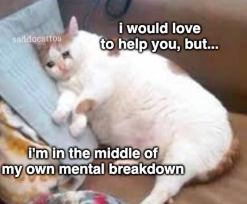 50 Perfect Crying Cat Memes - Sad But Hilarious Jokes - Catster