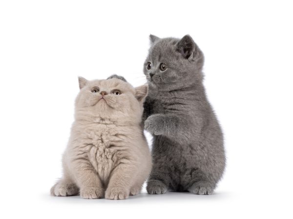 British Shorthair Cat Breed: Info, Pictures, Temperament & More - Catster