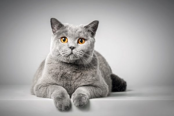 British Shorthair Cat Breed Info: Pictures, Temperament & Traits - Catster