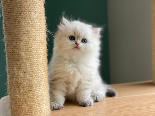 Why Are Cats So Cute? 6 Scientific Reasons We Love Them - Catster
