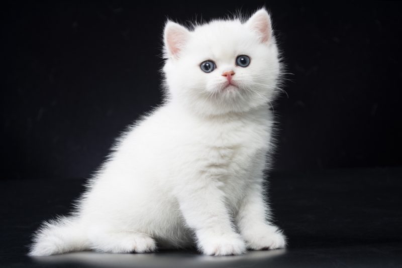 21 White Cat Breeds (With Info & Pictures) - Catster