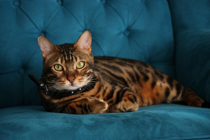 9 Bengal Cat Colors & Patterns (With Pictures) - Catster