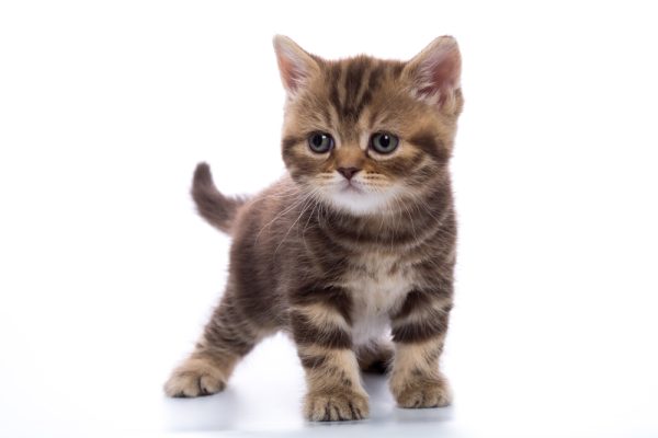 Tabby British Shorthair Cat: Info, Pictures, Origin & History - Catster