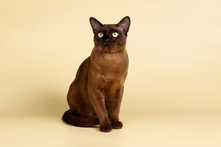 18 Small Cat Breeds That Stay Small & Kitten-Like (With Info & Pictures ...