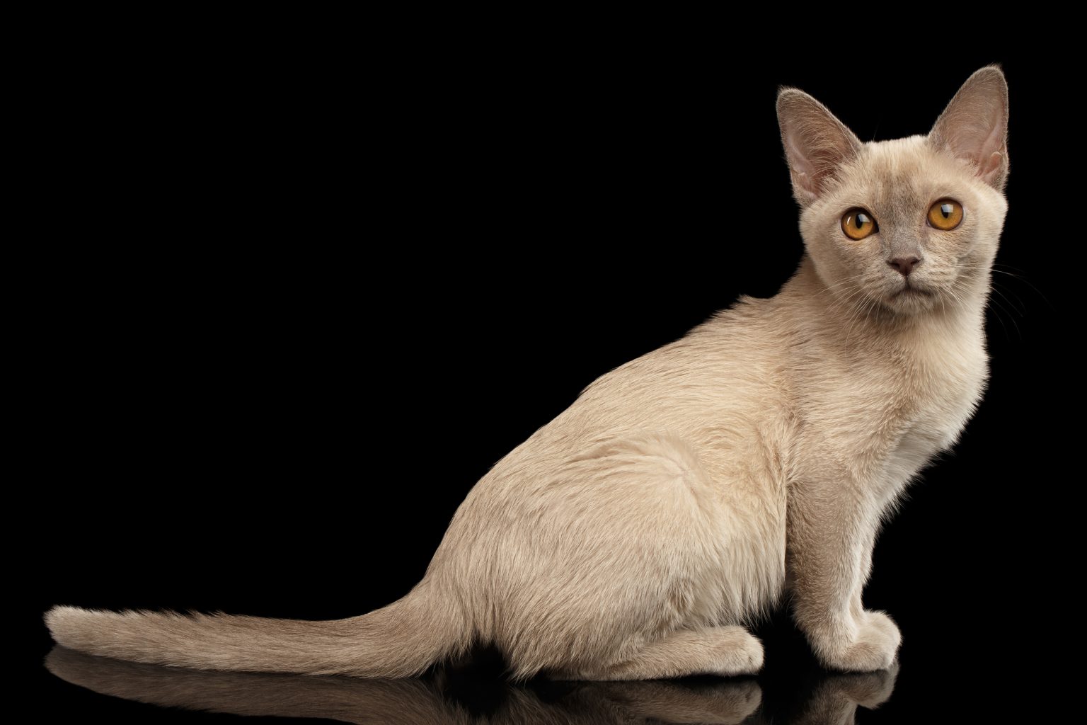 Burmese Cat Breed Info: Pictures, Traits & Facts - Catster