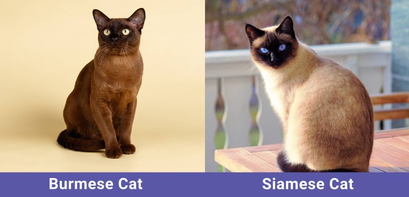 Burmese vs. Siamese Cat: What’s the Difference? (With Pictures) - Catster