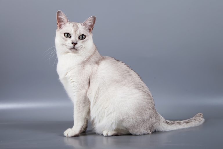 12 Round-Face Cat Breeds: Top Choices for Your Home (With Info ...