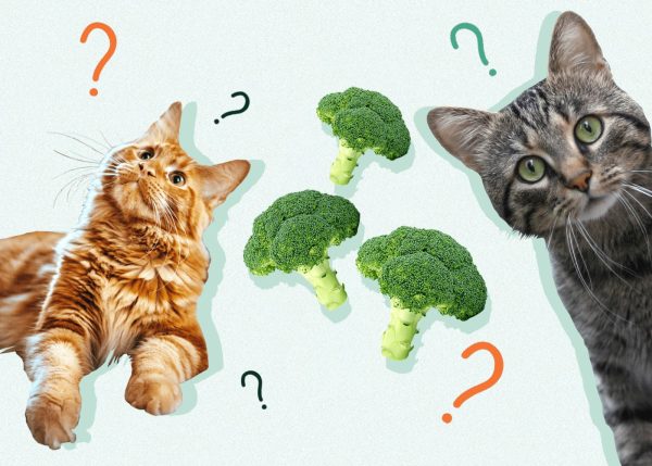 Can Cats Eat Broccoli? Vet-Reviewed Nutritional Facts & FAQ - Catster