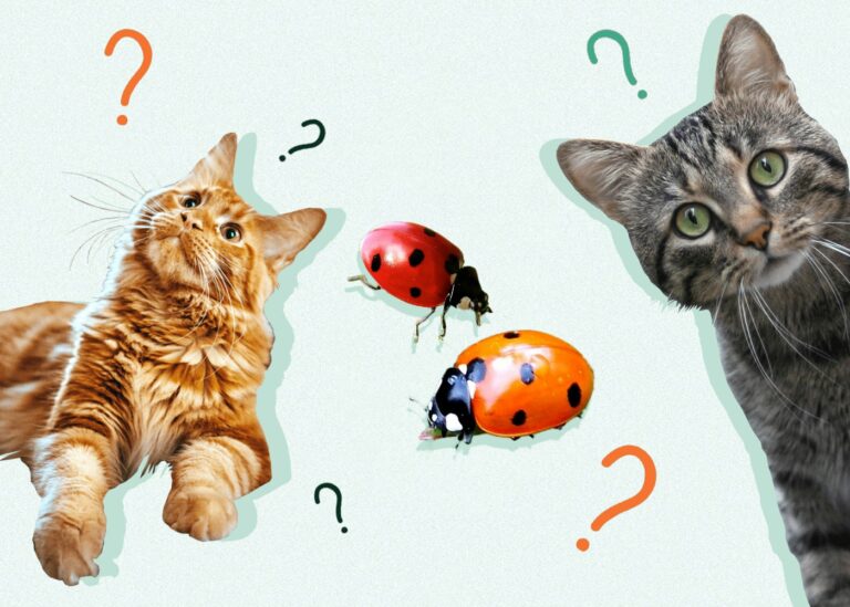 Can Cats Eat Bugs & Insects? Vet-Approved Health & Safety Facts - Catster