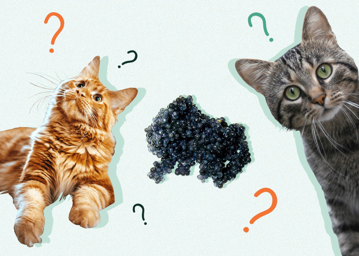 Can Cats Eat Caviar? Benefits & Precautions - Catster