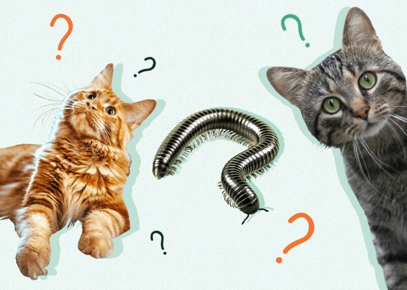 Can Cats Eat Centipedes? Vet Approved Facts & Recommendations - Catster