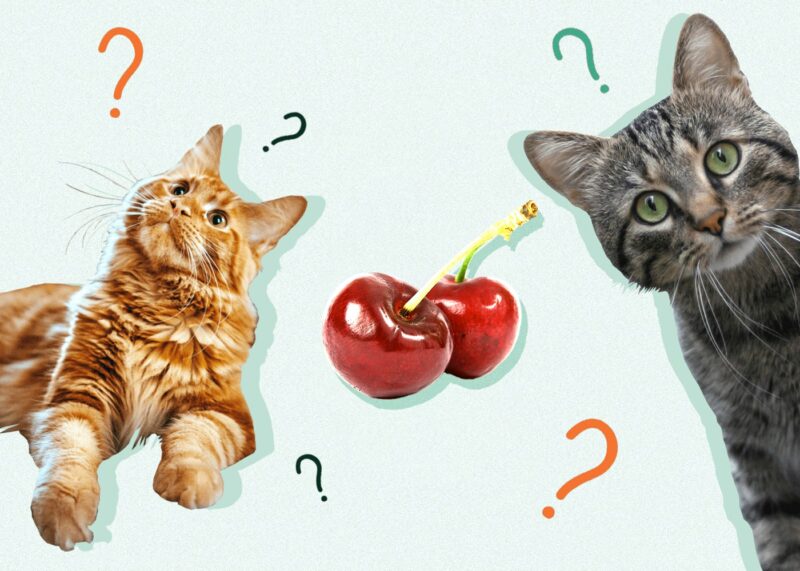 Can Cats Eat Cherries? Vet-Reviewed Risks & Precautions - Catster