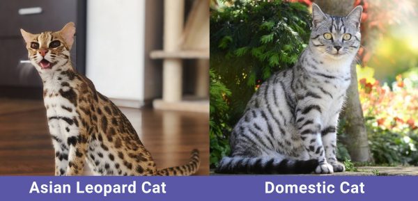 Black (Melanistic) Bengal Cat Breed: Info, Pictures, Care & Facts Facts ...