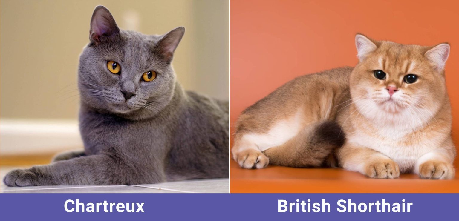 Chartreux vs. British Shorthair: The Differences (With Info & Pictures ...