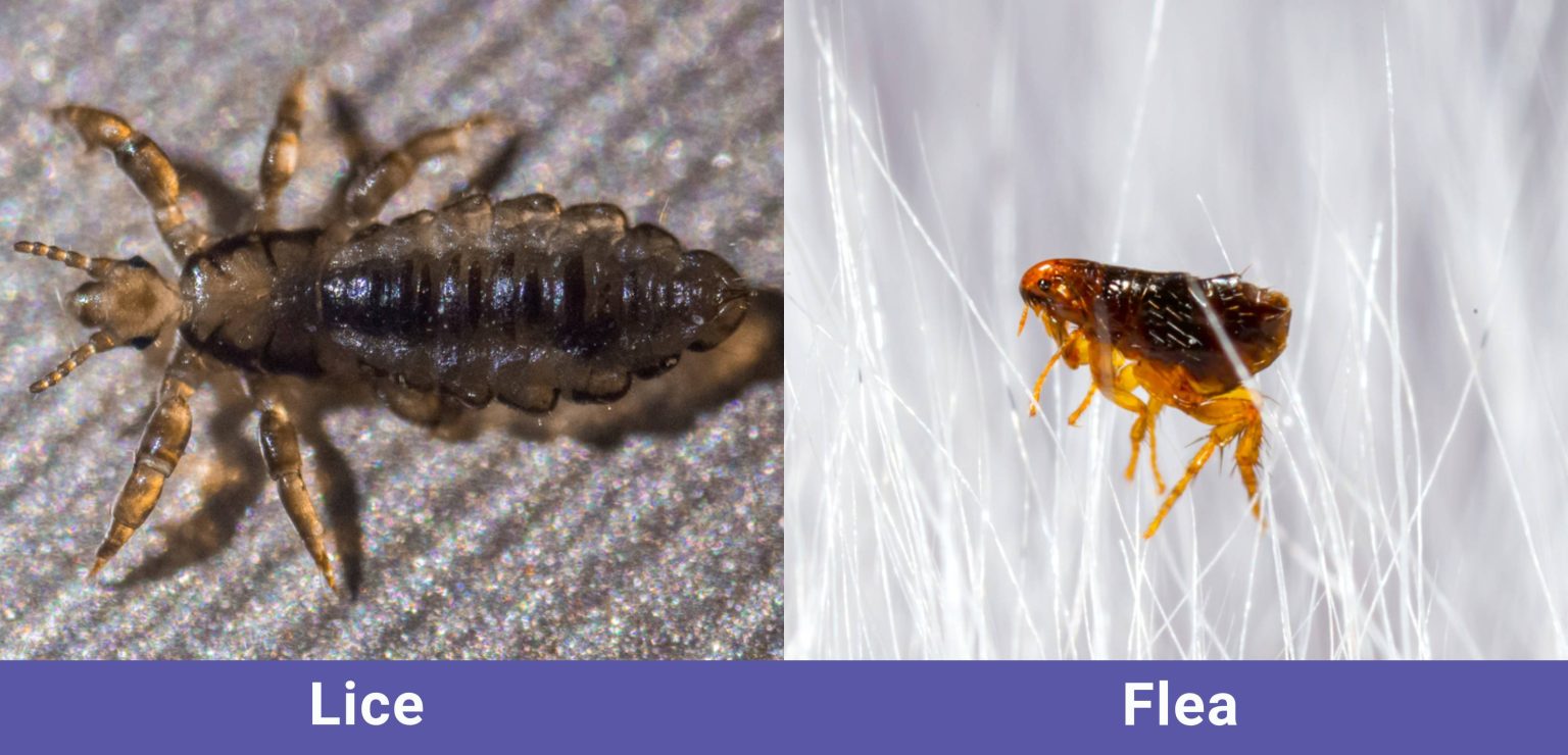 Cat Lice vs Fleas: Vet-Reviewed Key Differences - Catster