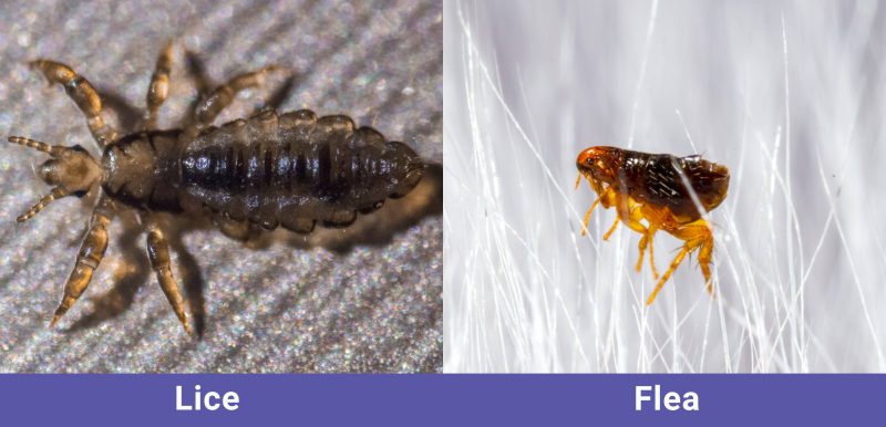Cat Lice vs Fleas: Vet-Reviewed Key Differences - Catster