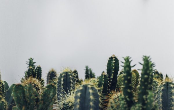 Can Cats Eat Cactus? Vet-Approved Facts & FAQ - Catster