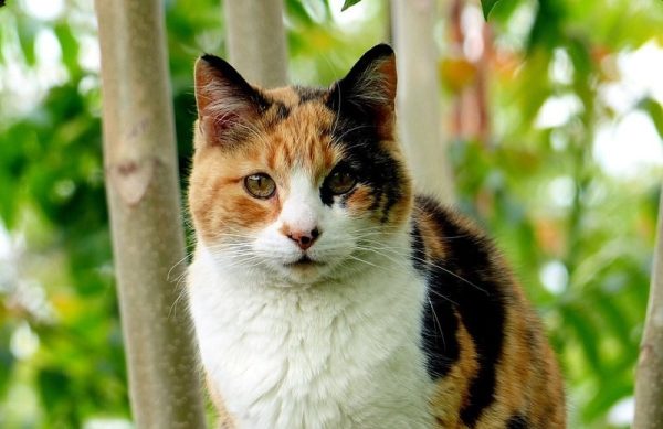 Calico Cats Personality: Facts, FAQ, & Behaviors Explained - Catster