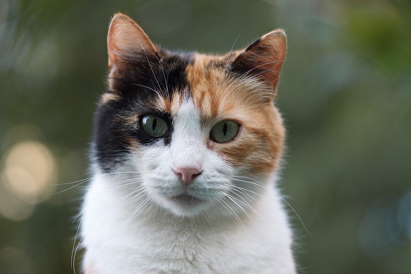 Tabby vs. Calico Cats: What’s the Difference? (With Pictures) - Catster