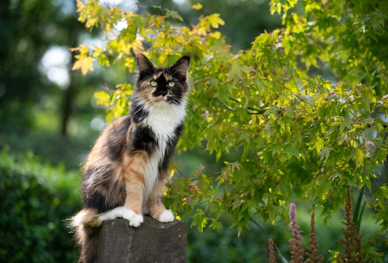 8 Frequently Asked Questions About Calico Cats Answered by Catster ...