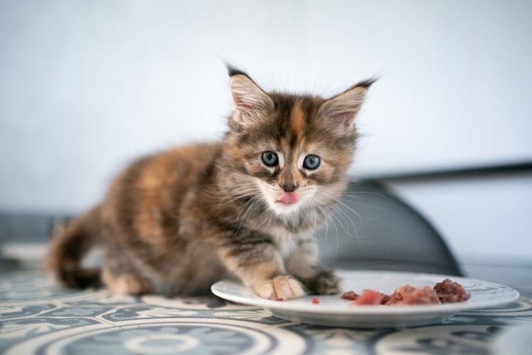 Can Cats Eat Raw Beef? Vet-Verified Nutritional Facts & FAQ - Catster