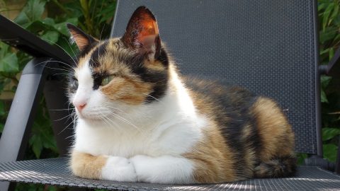 How Rare Are Calico Cats? Vet-Verified Genetic Insights - Catster