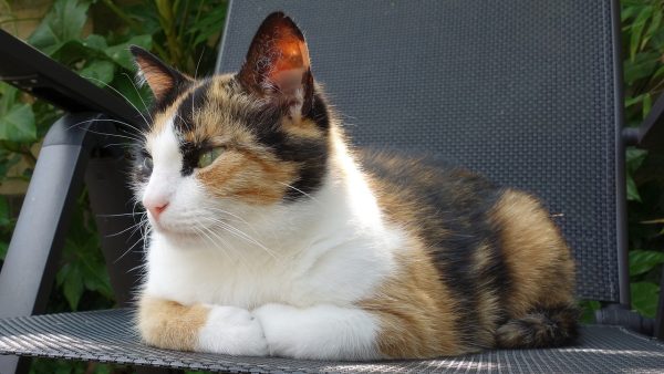 Cat Ear Language: What Feline Body Language Can Tell You (With Examples ...