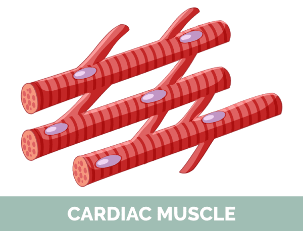 How Many Muscles Does a Cat Have? Science & FAQ - Catster