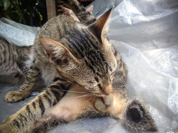 6 Interesting Facts About Cats' Testicles & Vet Approved Neutering ...