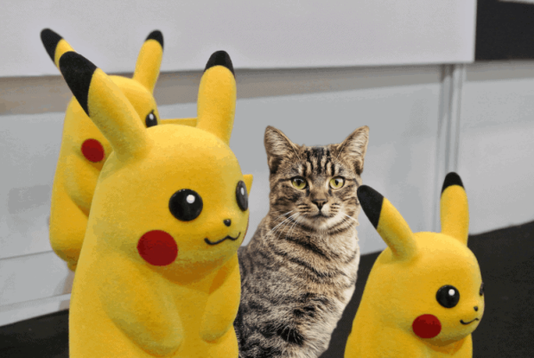 100+ Pokémon Inspired Cat Names: Ideas for Unique & Adorable Cats - Catster