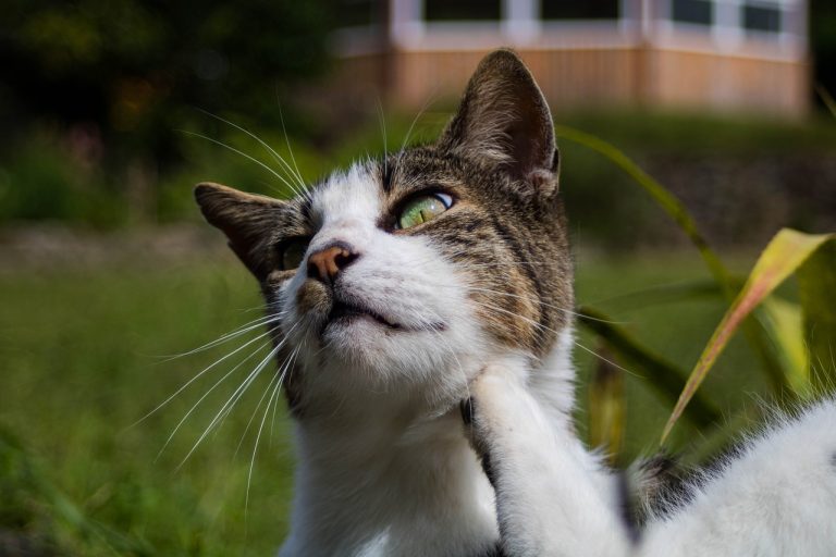 How Can I Soothe My Cat's Itchy Skin: 9 Natural Home Remedies - Catster