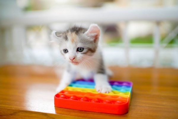 Why Do Cats Drop Toys in Water? 7 Possible Reasons - Catster