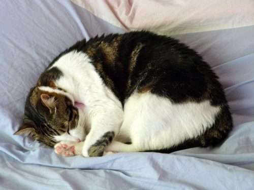 13 Cat Sleeping Positions Explained (With Pictures) - Catster