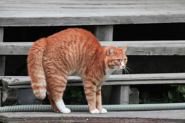Why Do Cat’s Tails Puff Up? 4 Vet-Approved Reasons - Catster