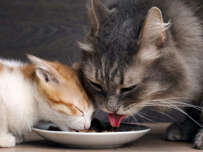 At What Age Do Kittens Start Eating Food & Drinking Water? Vet-Reviewed ...