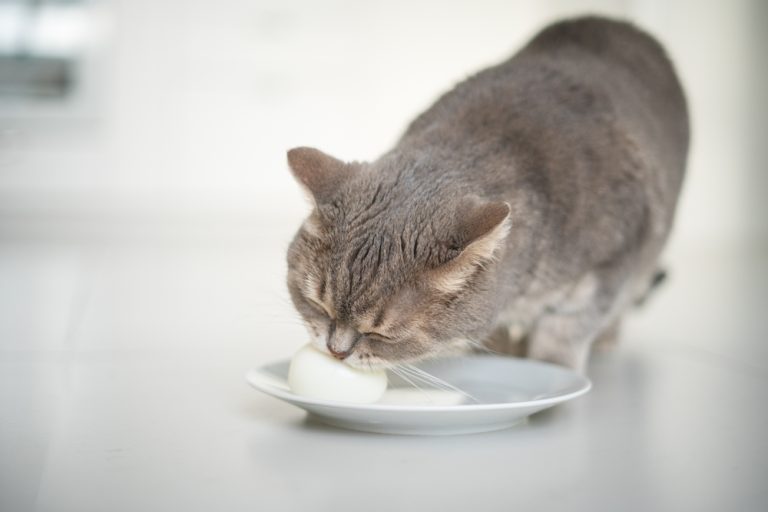 Can Cats Eat Hard-Boiled Eggs? Vet-Verified Nutrition Facts & FAQ - Catster