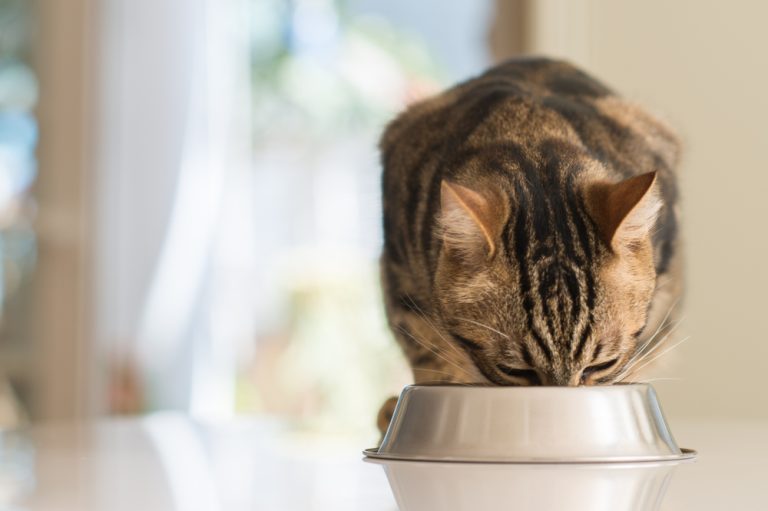 Raw Food Diet for Cats: Vet-Approved Pros & Cons - Catster