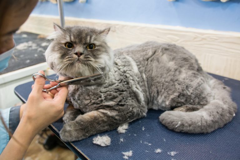7 Cat Haircut Styles for Inspiration (With Pictures) - Catster