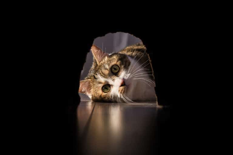 How Do Cat Eyes Work? Vet-Reviewed Facts & FAQ - Catster